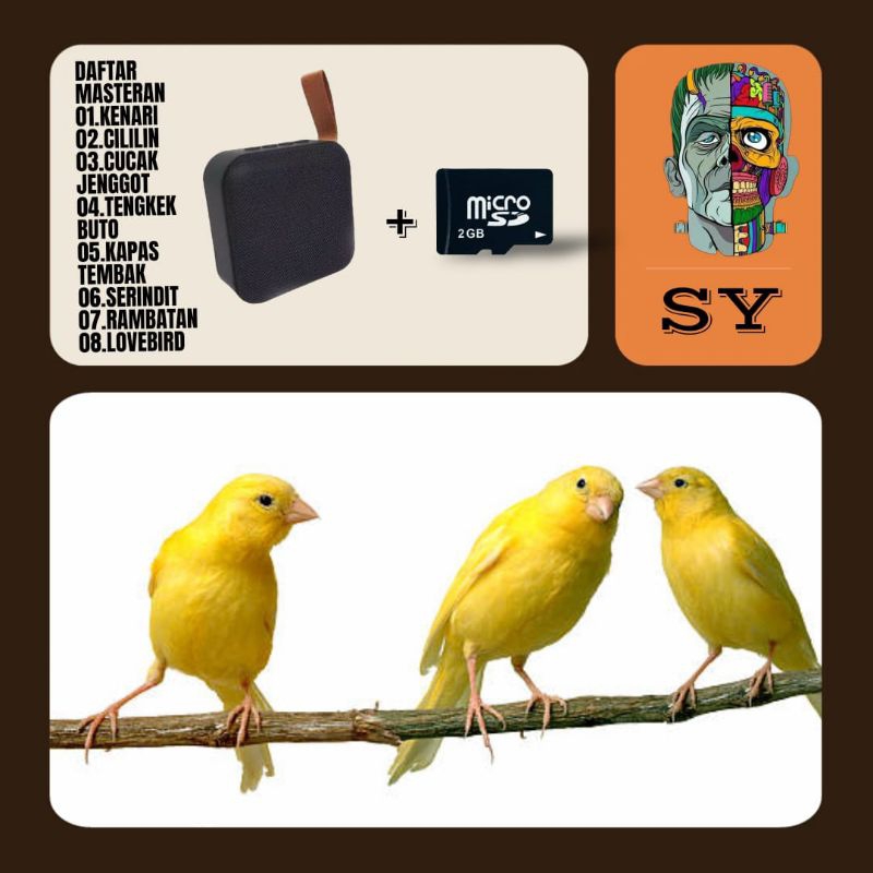 Jual Masteran Mp3 Khusus Burung Murai Batu Air Betina,Hutan,Trotolan ...