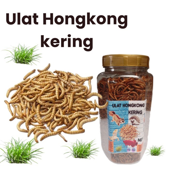 Jual ulat hongkong 100gr pakan ikan sugar dll | Shopee Indonesia