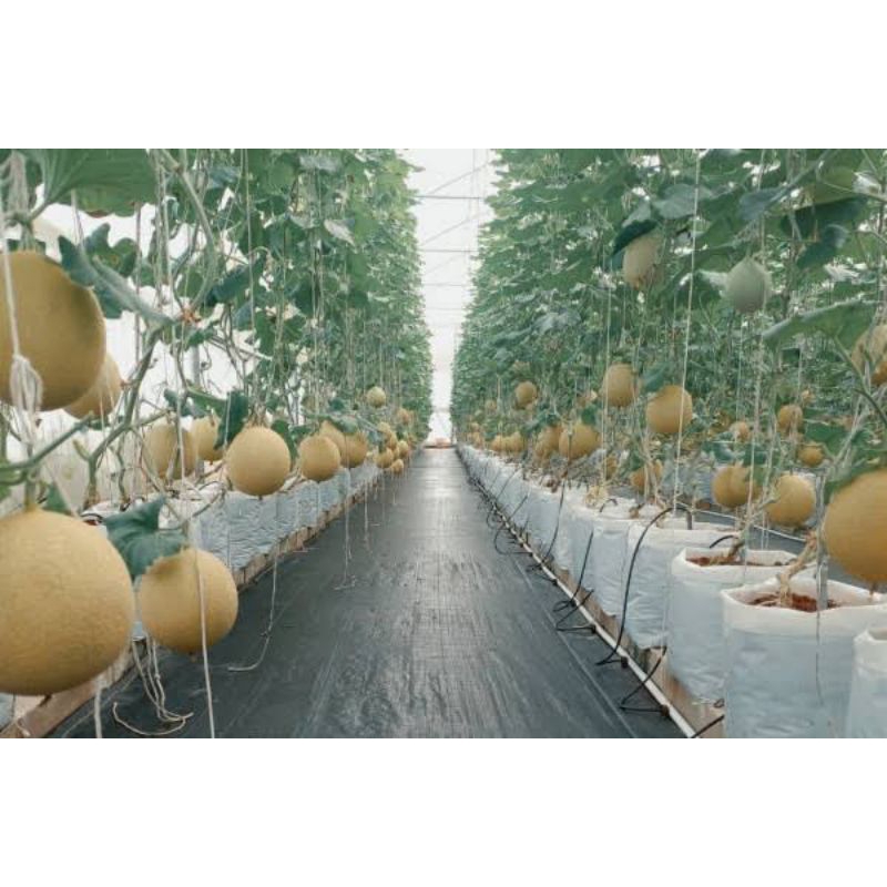 Jual Benih Melon Inthanon Gold isi 5 butir biji | Shopee Indonesia