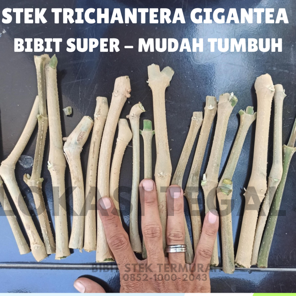 Jual Bibit Super Trichantera Gigantea - Tricantera Pakan Ternak ...