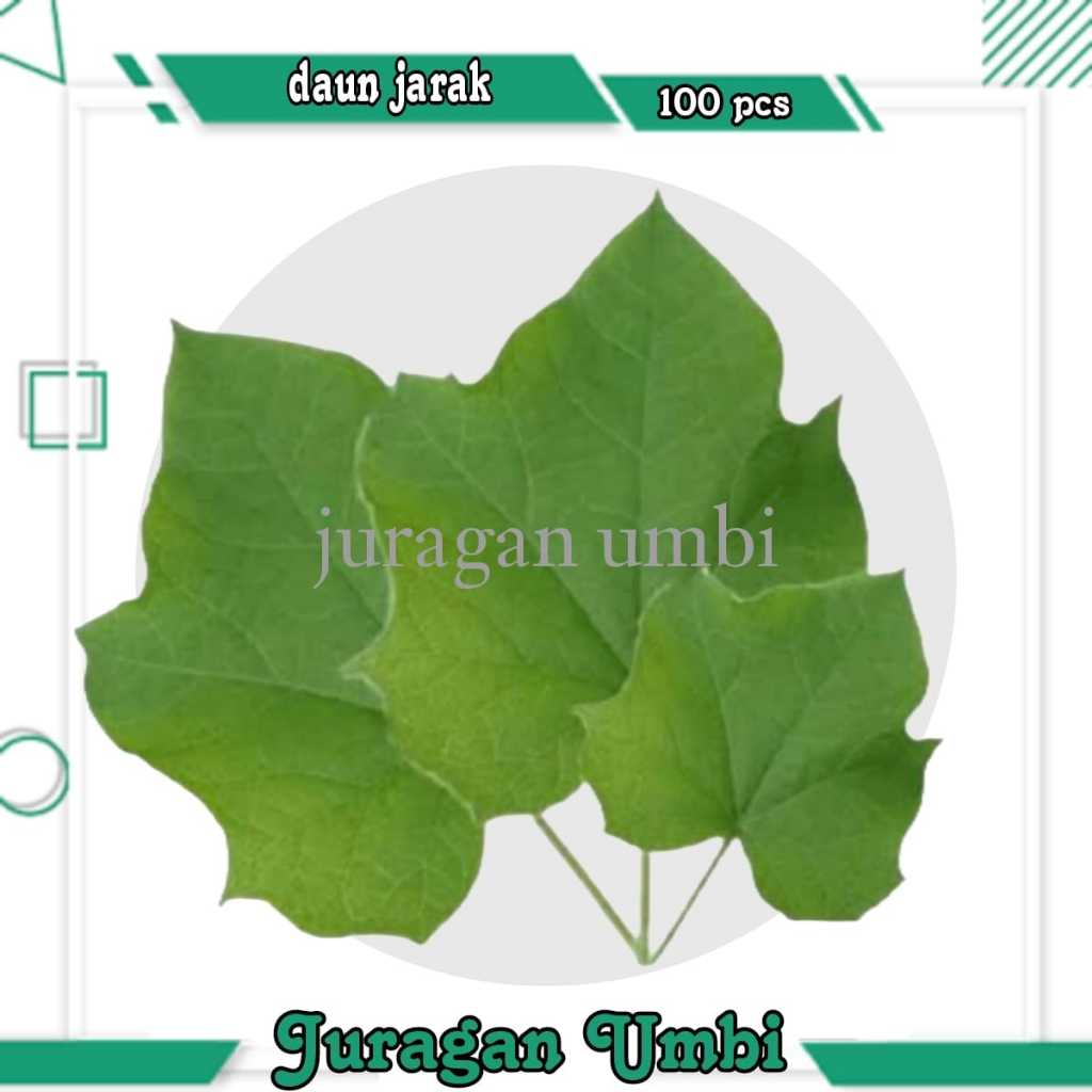 Jual Daun Jarak Pagar 100 Pcs / Bibit Jarak Pagar 1 Pcs / Akar Jarak Pagar 100 Gram | Shopee ...