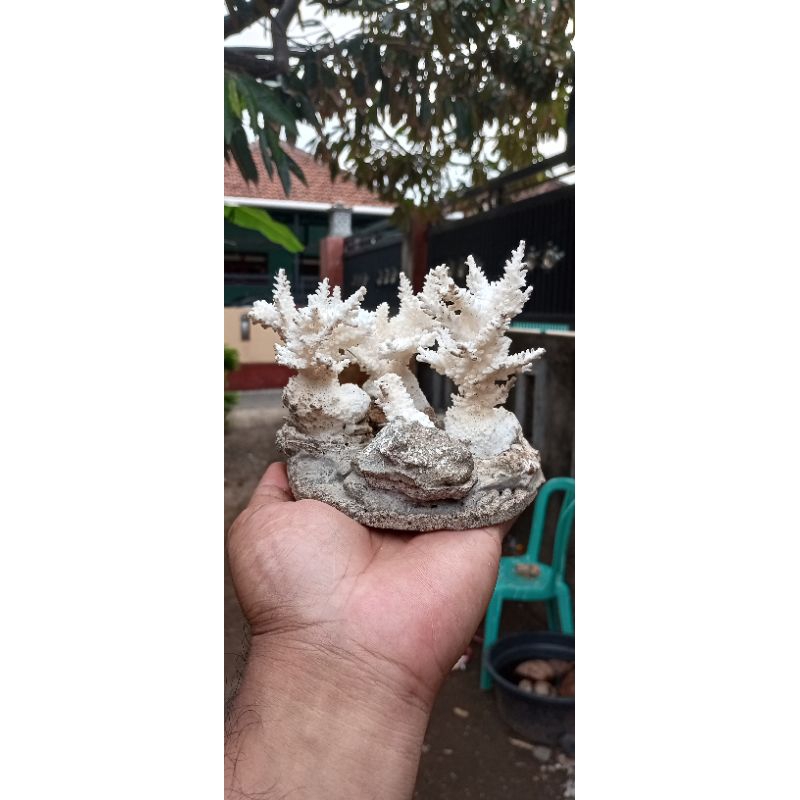 Jual terumbu karang mati putih | Shopee Indonesia