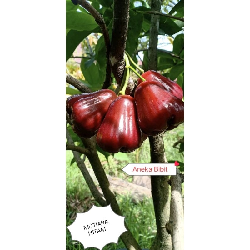 Jual Fresh Cangkok Jambu Air MUTIARA HITAM/BLACK DIAMOND | Shopee Indonesia