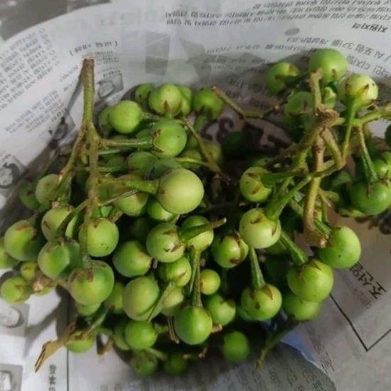 Jual Rimbang / Buah Rimbang / Tekokak Segar 250gram dan 500gr | Shopee ...