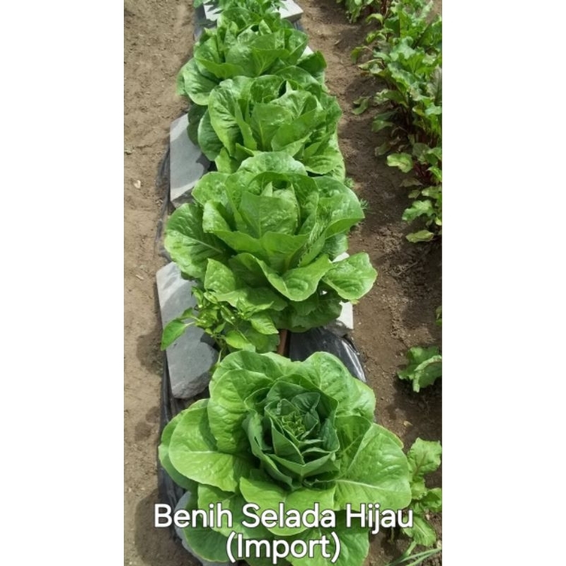 Jual Benih Sayur Selada Hijau Import(50biji) | Shopee Indonesia