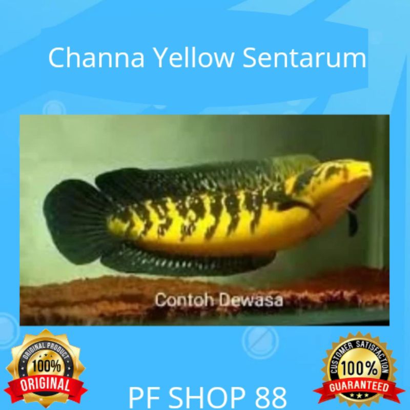 Jual Ikan Hias Channa Yellow Sentarum | Shopee Indonesia