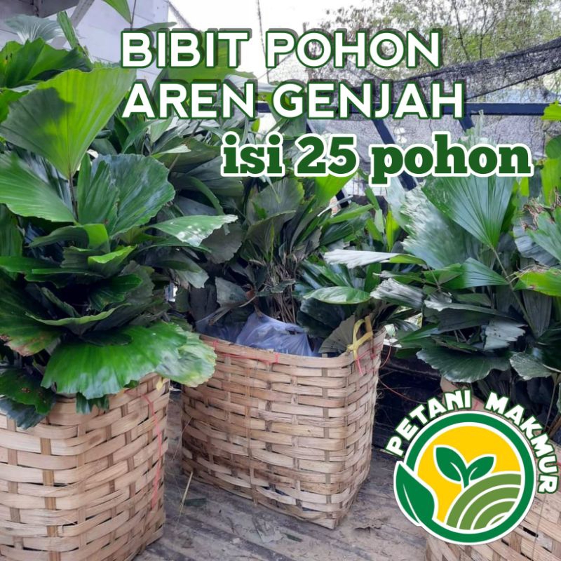 Jual Bibit Pohon Aren Genjah isi 25 Pohon Kualitas Bagus Siap Tanam ...