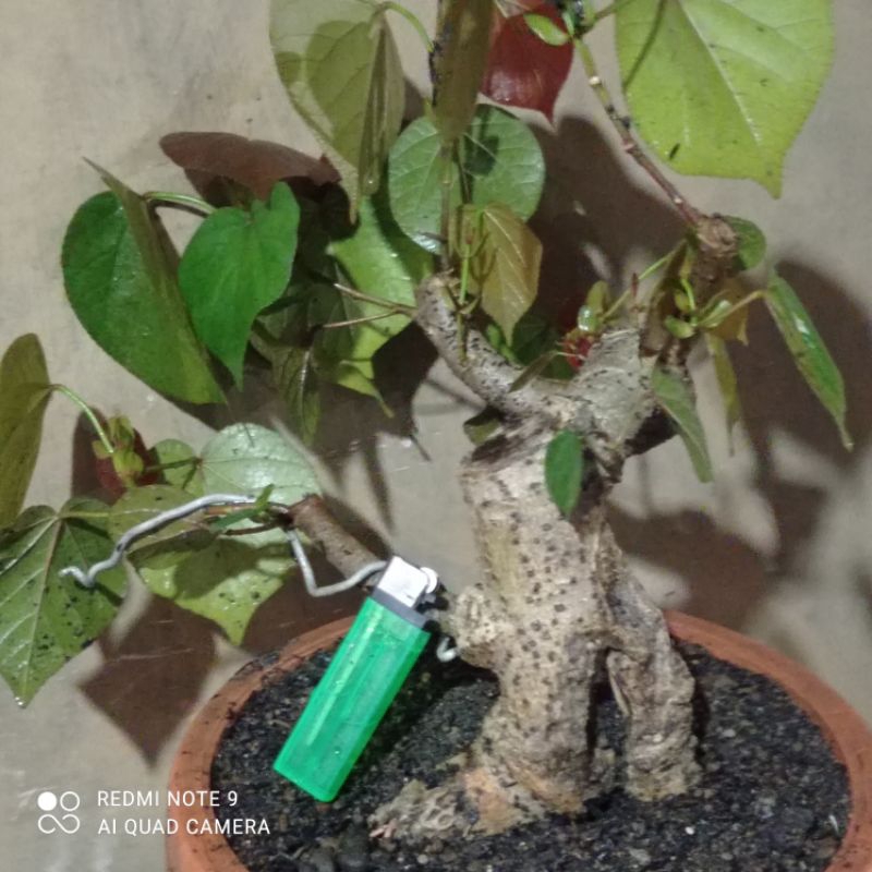 Jual bahan bonsai waru merah realpic | Shopee Indonesia
