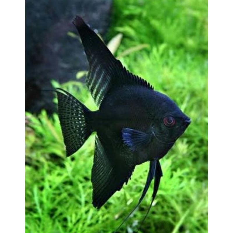 Jual ikan manfish black angel slayer . ikan hias aquarium aquascap air ...