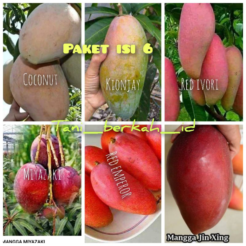 Jual PAKET BiBIT MANGGA ISI 6 BERAT 2 KG(miyazaki, yuwen, red emperor ...