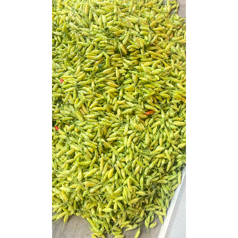 Jual Cabe Rawit 1 Kg Terlengkap & Harga Terbaru Mei 2026 | Shopee Indonesia