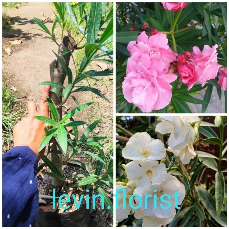 Jual [ BESAR ] Nerium oleander batang besar putih pink fanta / bibit ...