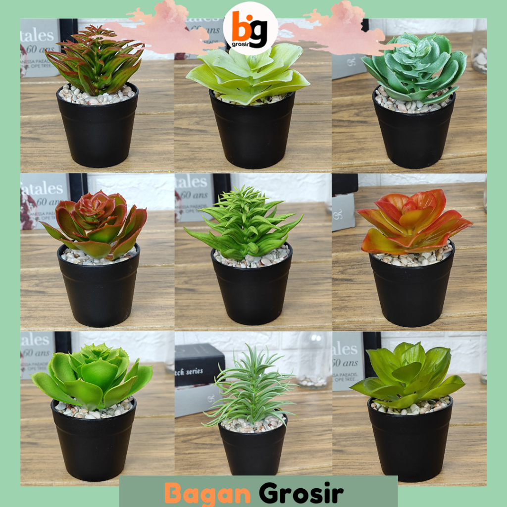 Jual BG Bunga Kaktus Sukulen Mini Pot Tanaman Hias Sekulen Import ...