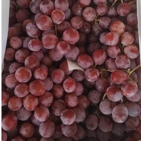 Jual Indukbuah Buah Anggur Red Globe China Manis 1 kg | Shopee Indonesia