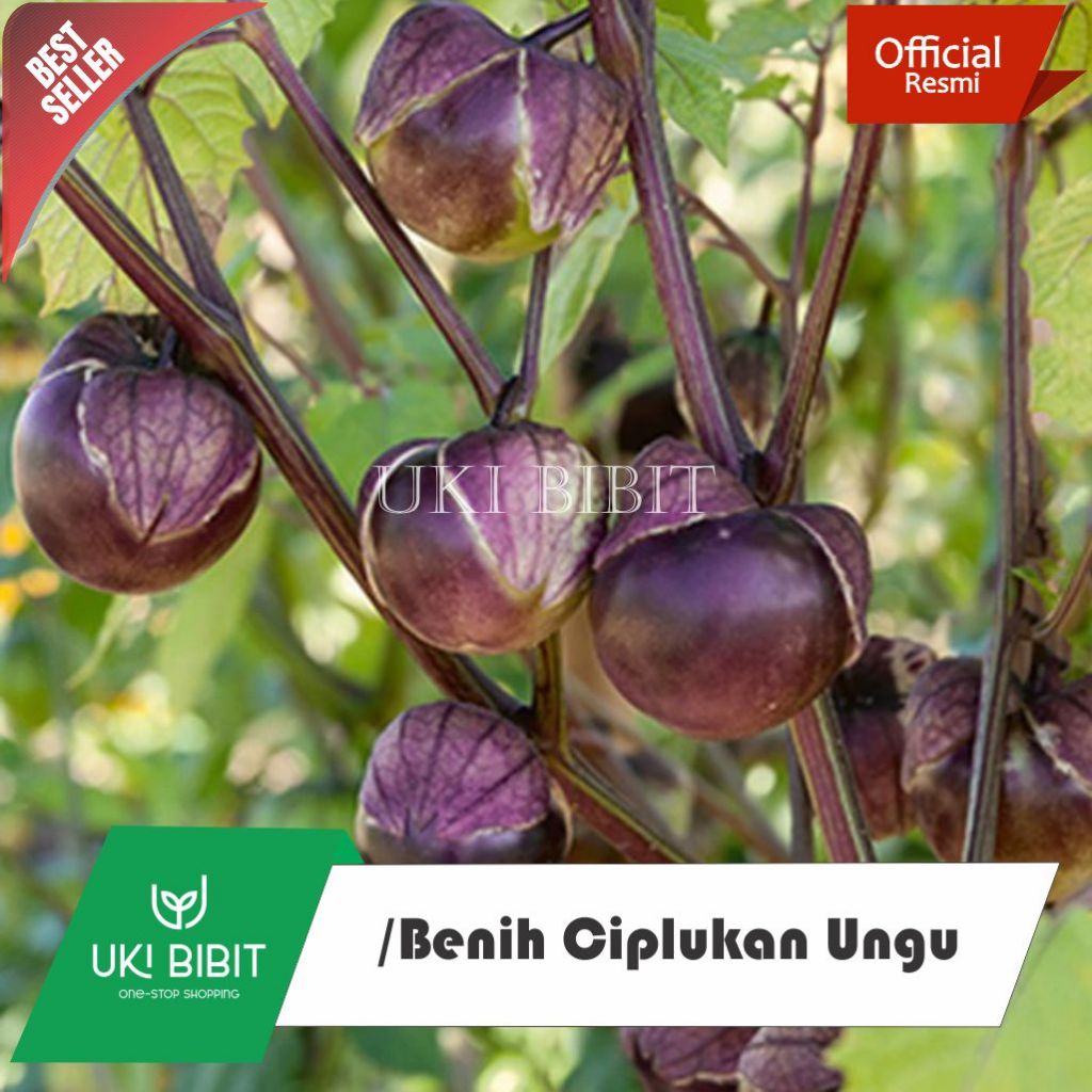 Jual ( 10 Butir ) Benih Ciplukan Ungu | Cecendet | Shopee Indonesia