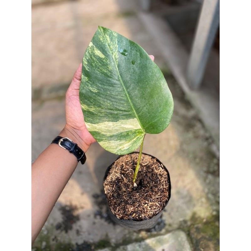 Jual Monstera Marmo Tricolor | Shopee Indonesia