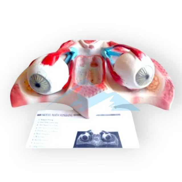 Jual Alat Peraga Pendidikan Anatomi Torso Mata Sepasang | Shopee Indonesia