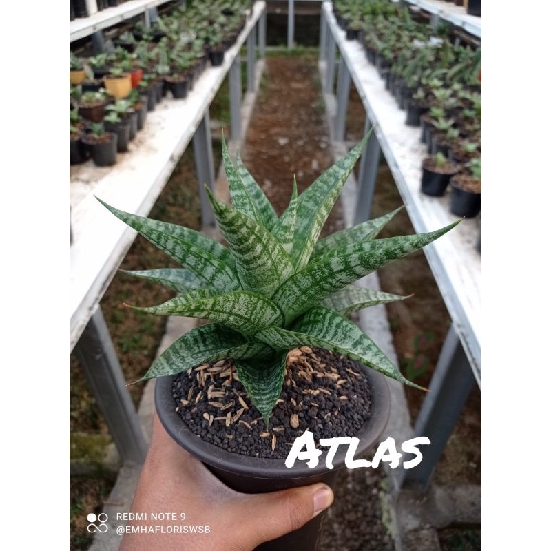 Jual Sansivera Hybrid "ATLAS" | Shopee Indonesia