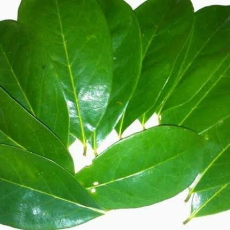 Jual 1 Lembar Daun Sirsak Segar Organik Herbal Obat Kanker Tumor Daun ...