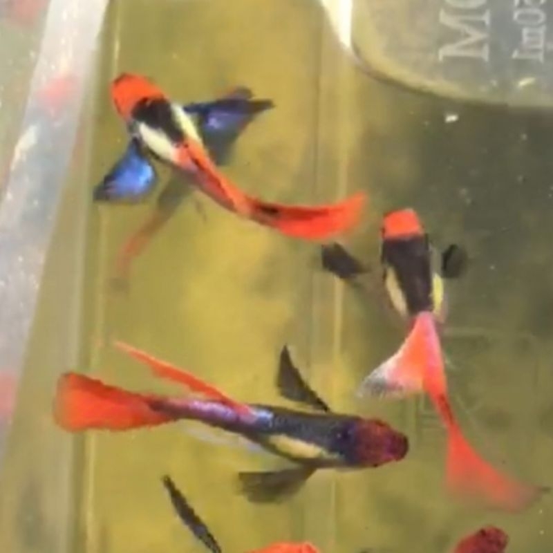 Jual HFB Ikan Guppy Koi Butterfly Ribbon PRTDE Platinum Red Tail Dumbo Ear Grade A Untuk Hias ...