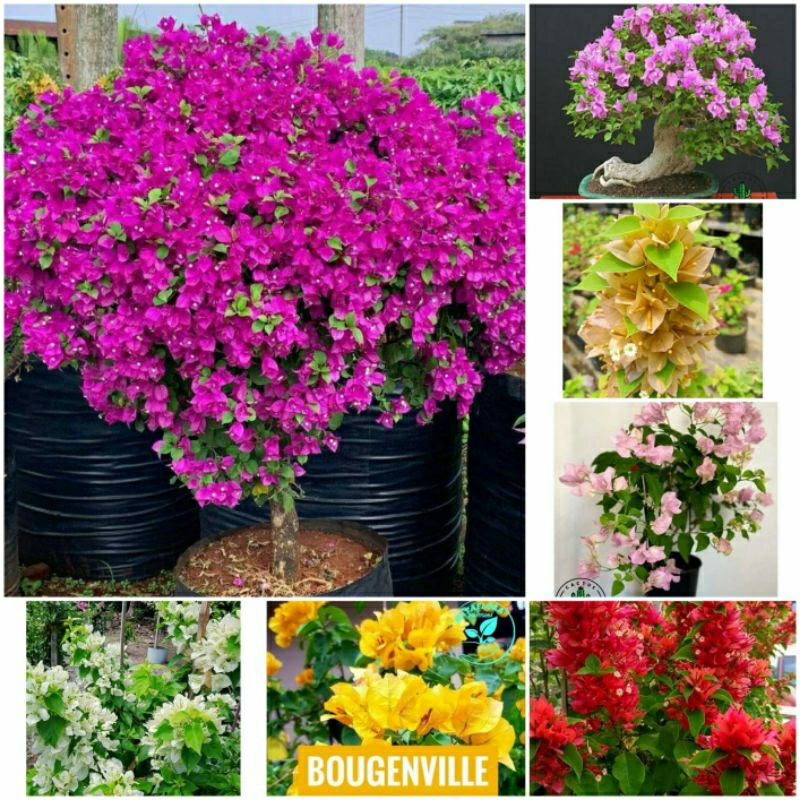 Jual FGS.TANAMAN HIAS BIBIT BUGENVIL YELLOW/BOUGENVILLE BUNGA KUNING ...