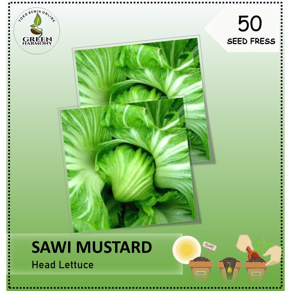 Jual Bibit Sayuran Sawi Mustard Head Lettuce Unggul Isi 50 Benih ...