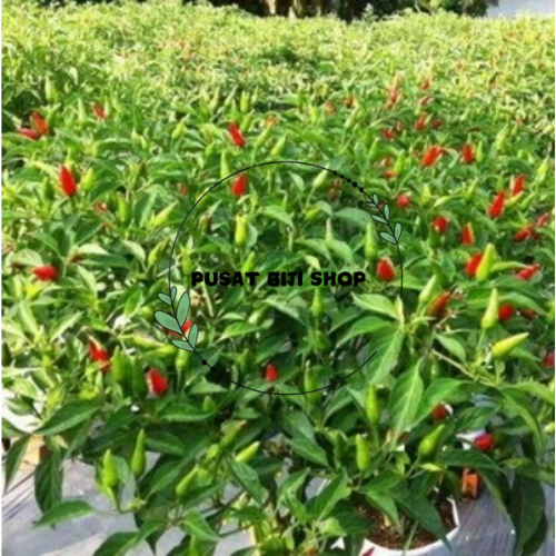 Jual Benih Cabe Rawit Hijau Biji Cabai Ijo Merah Siap Tanam Semai Cepat ...