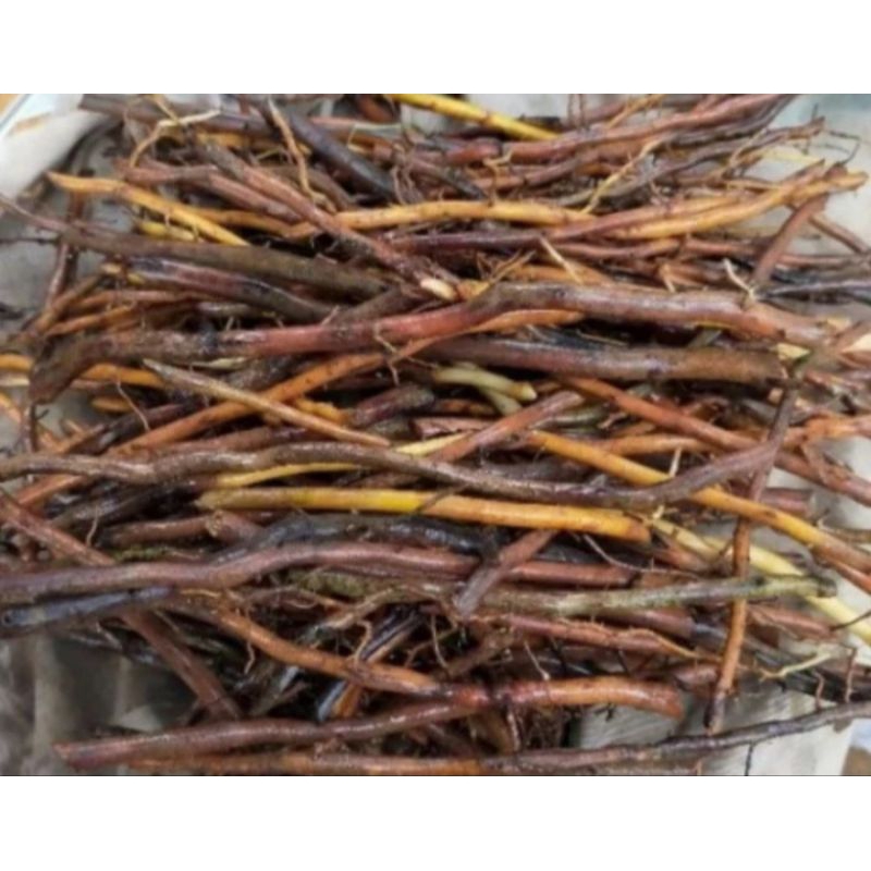 Jual Akar Kawung/Akar Aren segar fresh herbal alami 500gram banyak ...