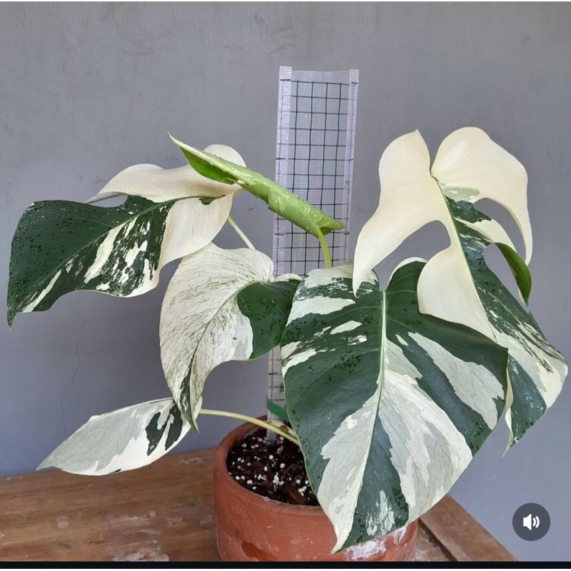 Jual Monstera varigata | Shopee Indonesia