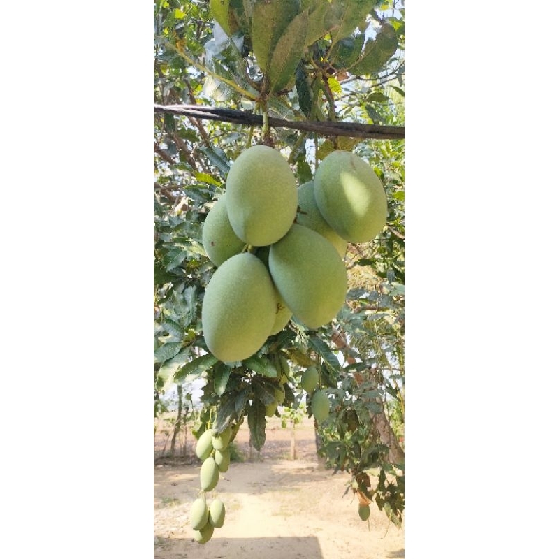 Jual Mangga Madu/ Mangga Muda Mana Lagi | Shopee Indonesia