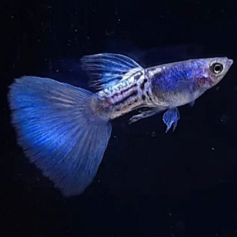 Jual IKAN HIAS GUPPY BLUE TAIL BETINA / GUPPY BETINA BIRU / IKAN HIAS AIR TAWAR AQUARIUM ...