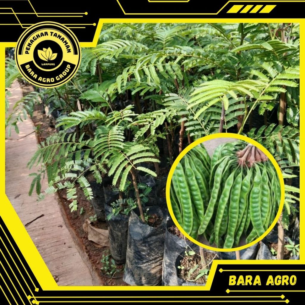 Jual Bibit Petai Jumbo Asli Tanaman Sudah Okulasi Cepat Berbuah ...