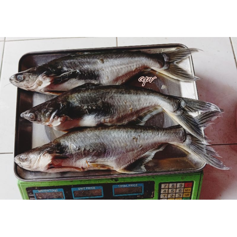 Jual ikan patin segar fresh 1 kg | Shopee Indonesia