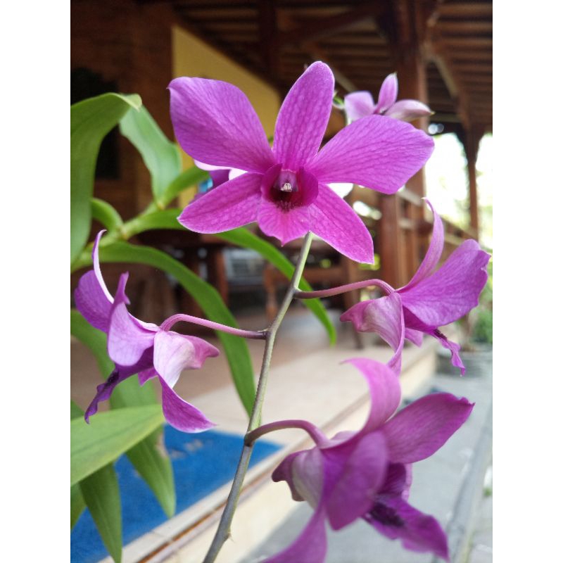 Jual anggrek dendrobium bantimurung (jadulan) | Shopee Indonesia