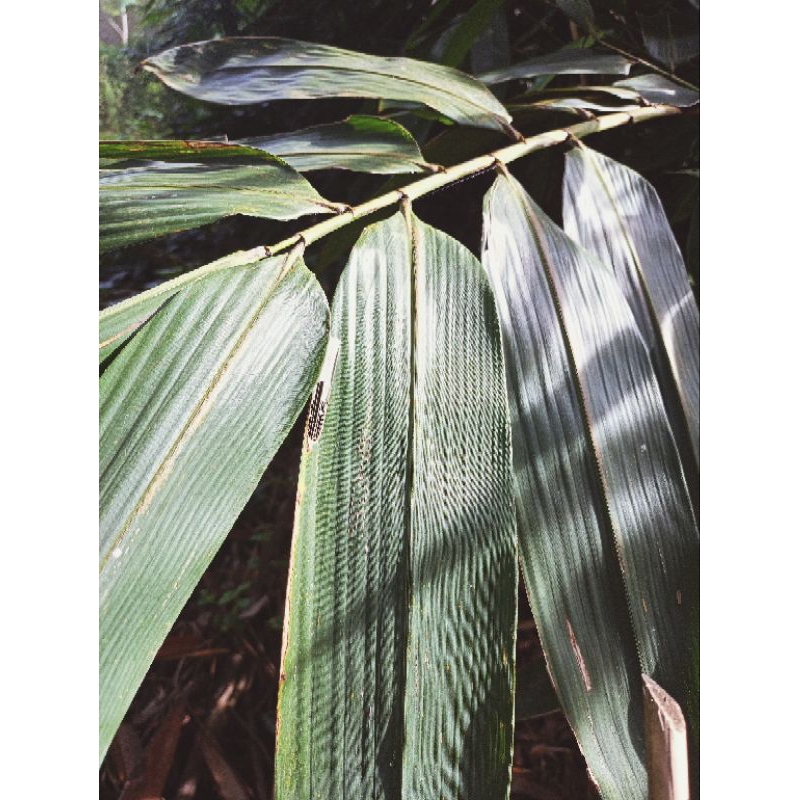 Jual DAUN BAMBU 100 lembar | Shopee Indonesia