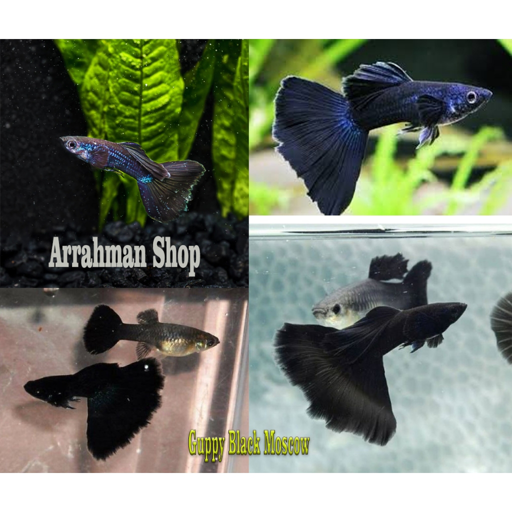 Jual ikan hias guppy black moscow - ikan guppy black mosko GUPI gapi ikan hias air tawar ...