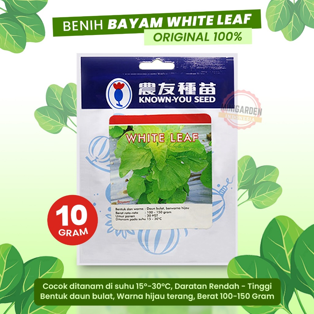 Jual BAYAM HIJAU WHITE LEAF 10 GRAM PACK BESAR bibit benih biji bayam ...