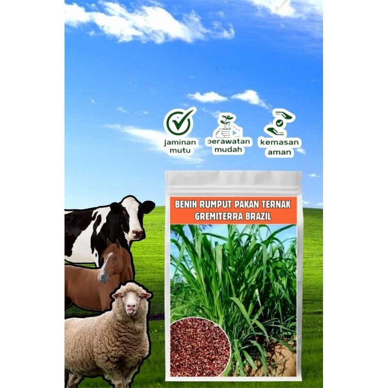 Jual Terbaru!! 1KG Benih rumput pakan ternak Gremiterra Brazil original ...