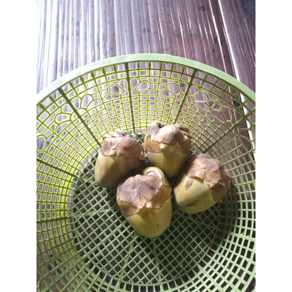 Jual Beluluk Kelapa / Tembuluk Kelapa Murah | Shopee Indonesia