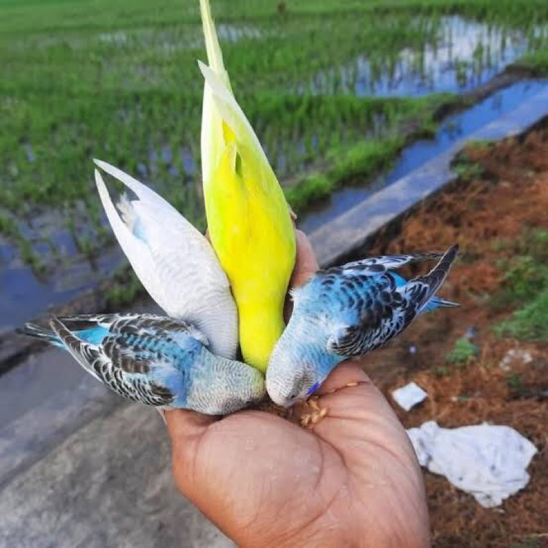 Jual BURUNG PARKIT JINAK | Shopee Indonesia