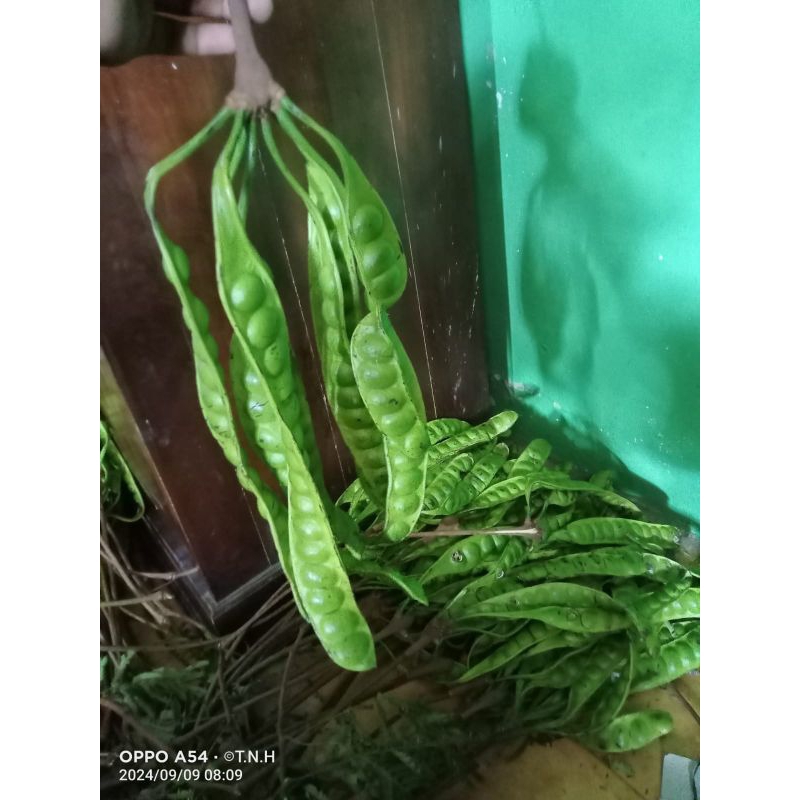 Jual Pete Tua 5 lonjor | Shopee Indonesia