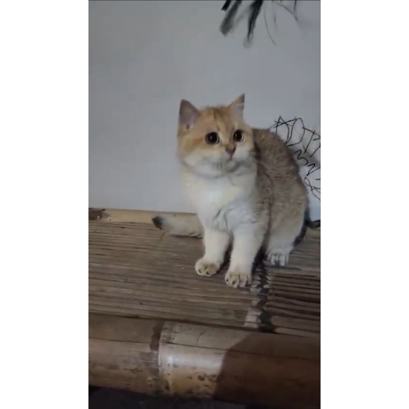 Jual KUCING BSH BETINA PEDIGREE || BRITISH SHORTHAIR PED FEMALE ...