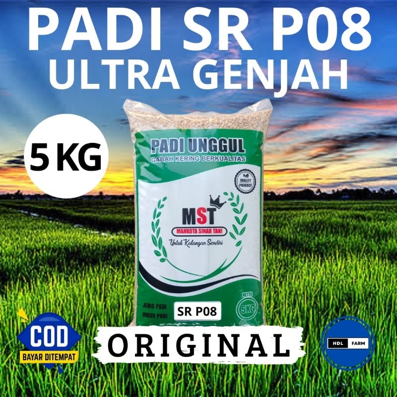 Jual BIBIT PADI | BENIH PADI SR P08 ULTRA GENJAH KEMASAN 5KG | Shopee ...
