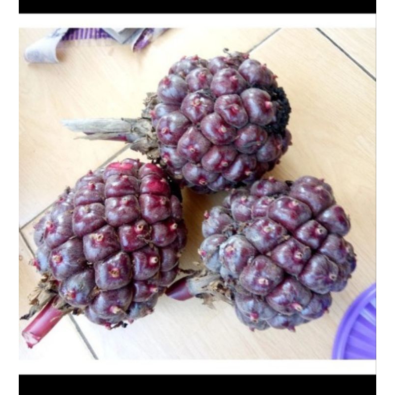 Jual Buah Honje Merah Kecombrang Merah Asli Langsung Petik | Shopee ...