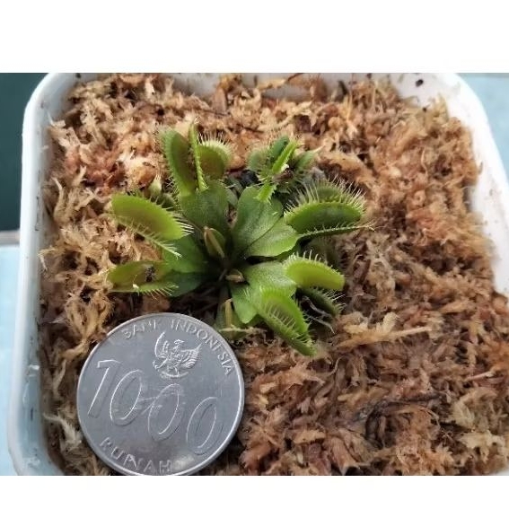Jual Venus flay trap fine tooth x red kecil | Shopee Indonesia