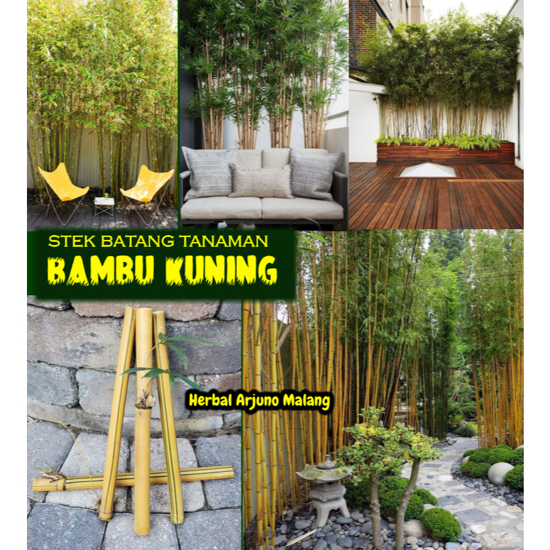 Jual (5pcs) Stek Batang Tanaman Pohon Bambu Kuning Hijau Mudah Tumbuh ...