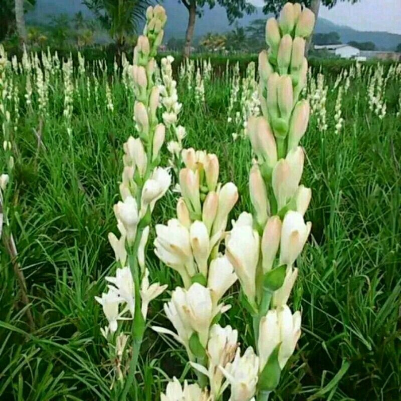 Jual bunga sedap malam pertangkai asli segar harum wangi | Shopee Indonesia