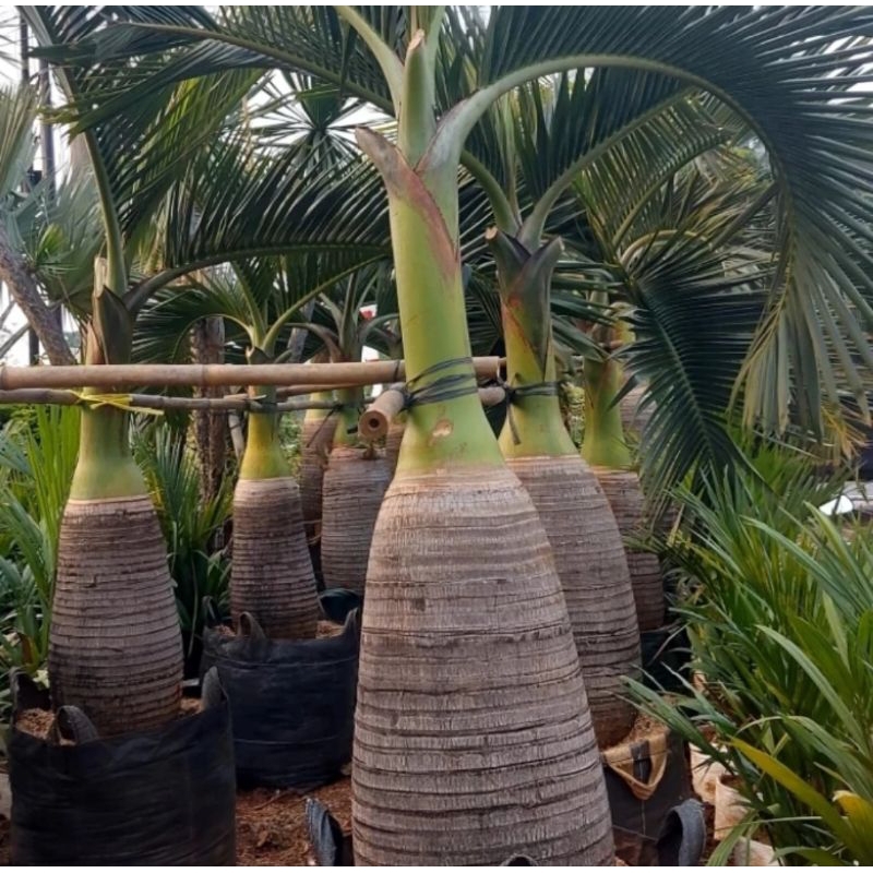 Jual tanaman/pohon hias palm botol batang super tinggi 2 meter | Shopee ...