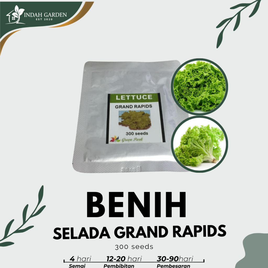 Jual Benih Biji Selada Hijau Lettuce Grand Rapids 300 benih Pack - GP ...