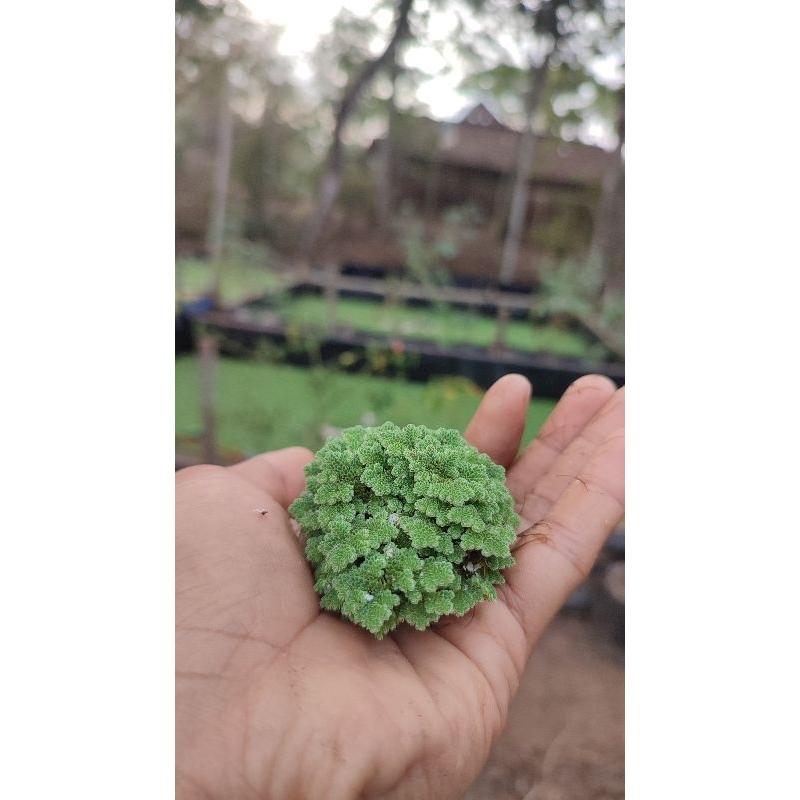 Jual Bibit Azolla Super Azolla Jumbo Azolla Microphylla cocok untuk ...
